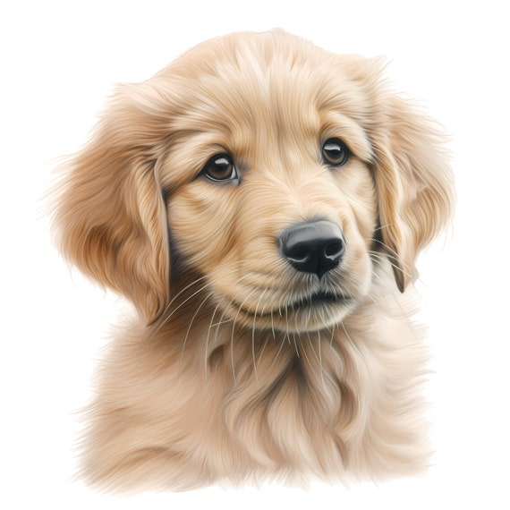 Golden Retriever Puppy Clipart