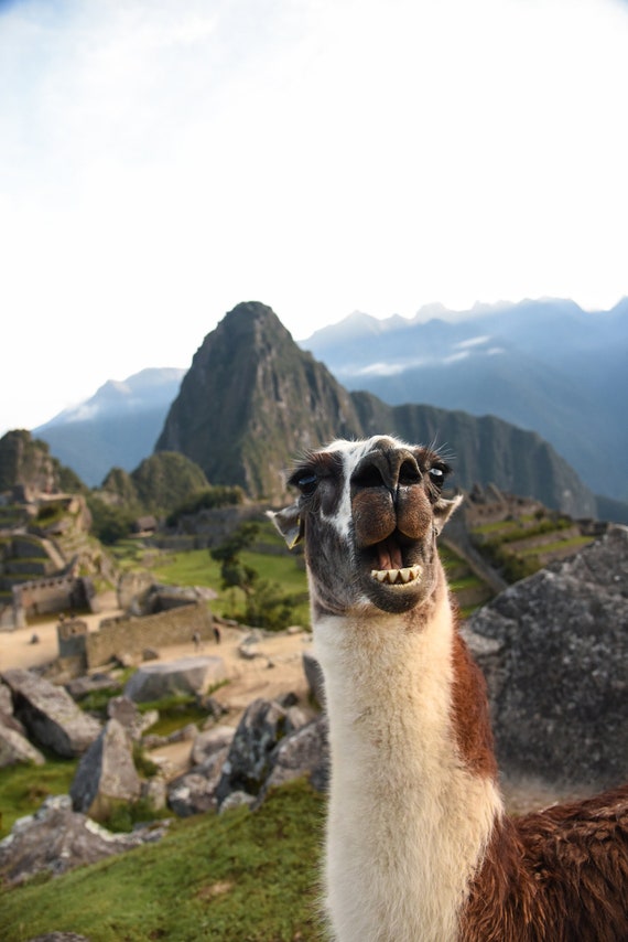 Laughing Llama