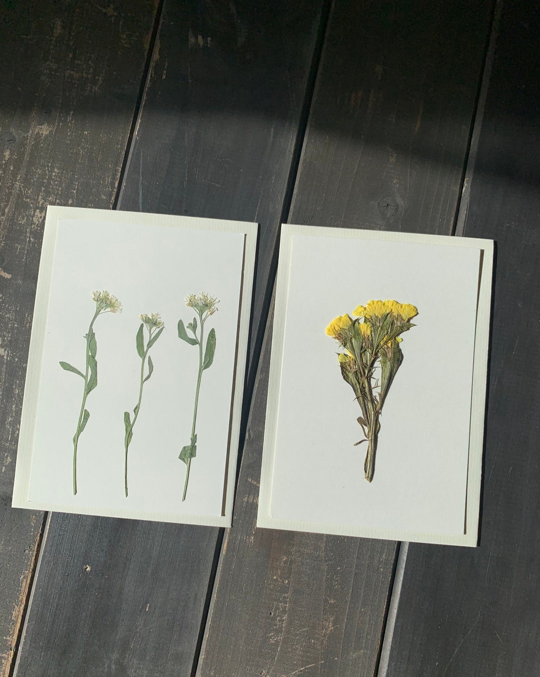 Herbarium Postcards, Botanical Blossoms Postcards, Real Pressed Flowers ...