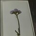 Herbarium Postcards, Botanical Blossoms Postcards, Real Pressed Flowers ...