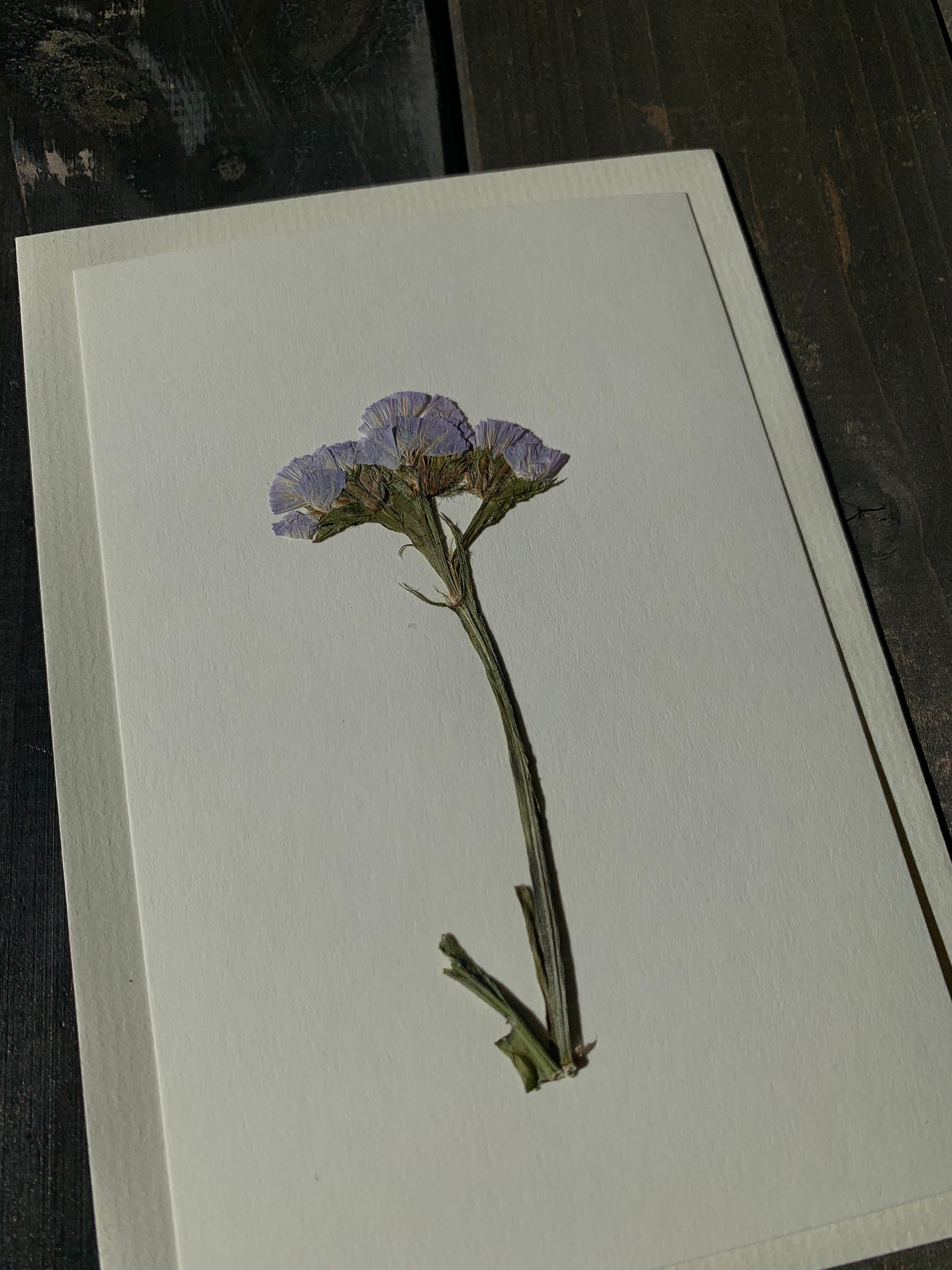 Herbarium Postcards, Botanical Blossoms Postcards, Real Pressed Flowers ...