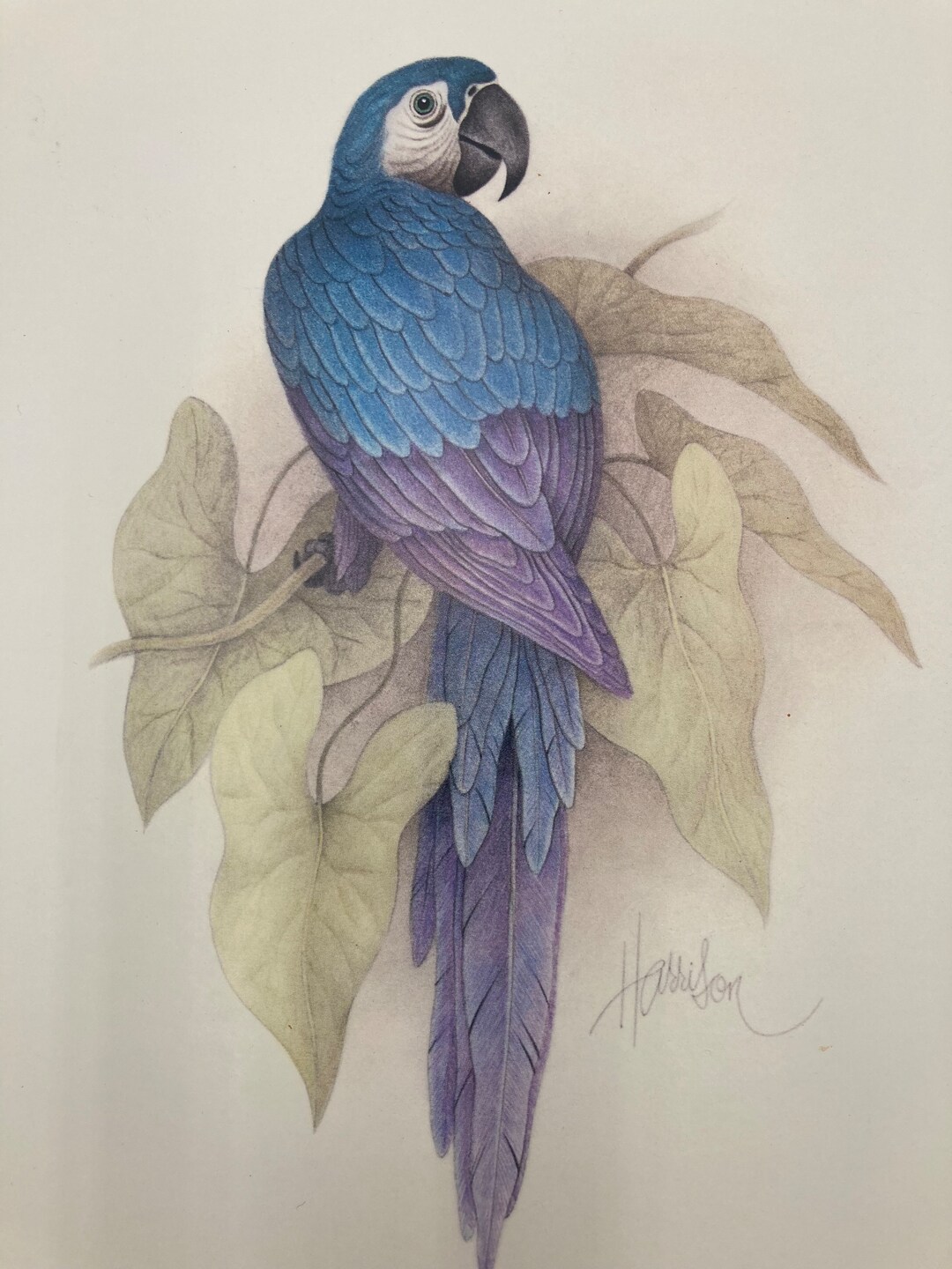 1981 Bob Harrison Blue Mccall Parrot Litho IRA Roberts 1406 - Etsy