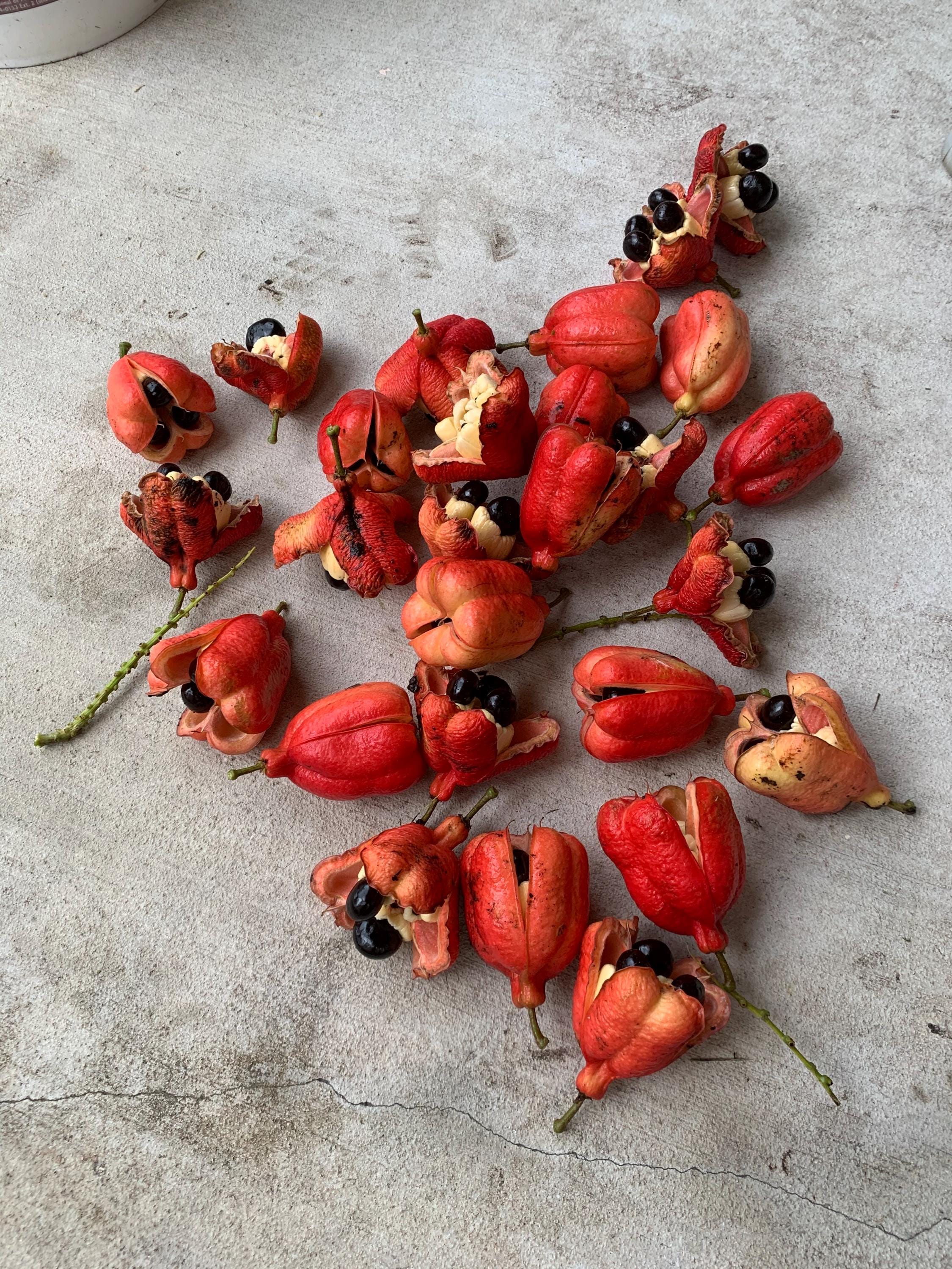Ackee Seeds - Etsy