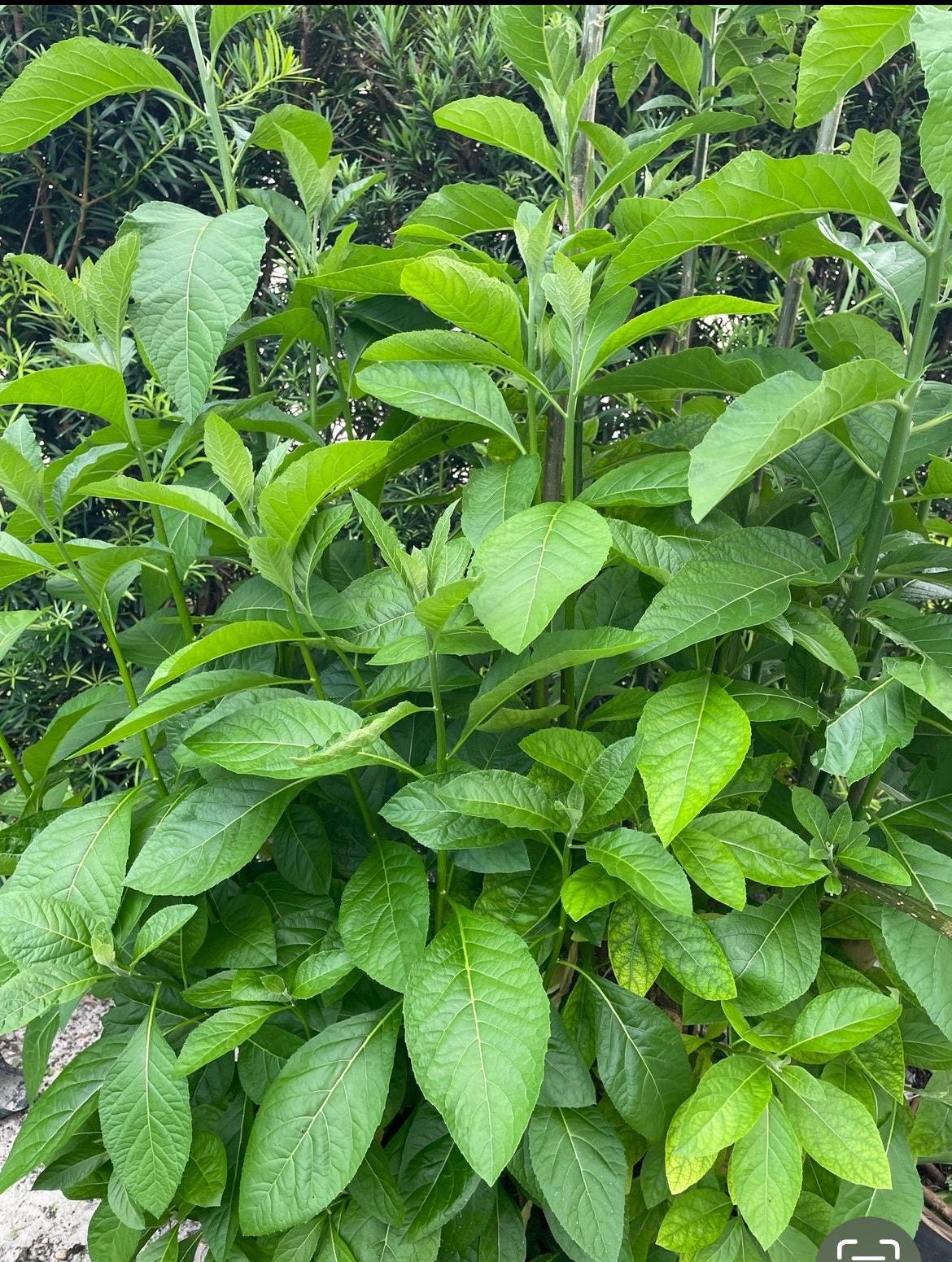 Bitter Leaf Stems for Planting, Bitter Leaf Cuttings - Etsy