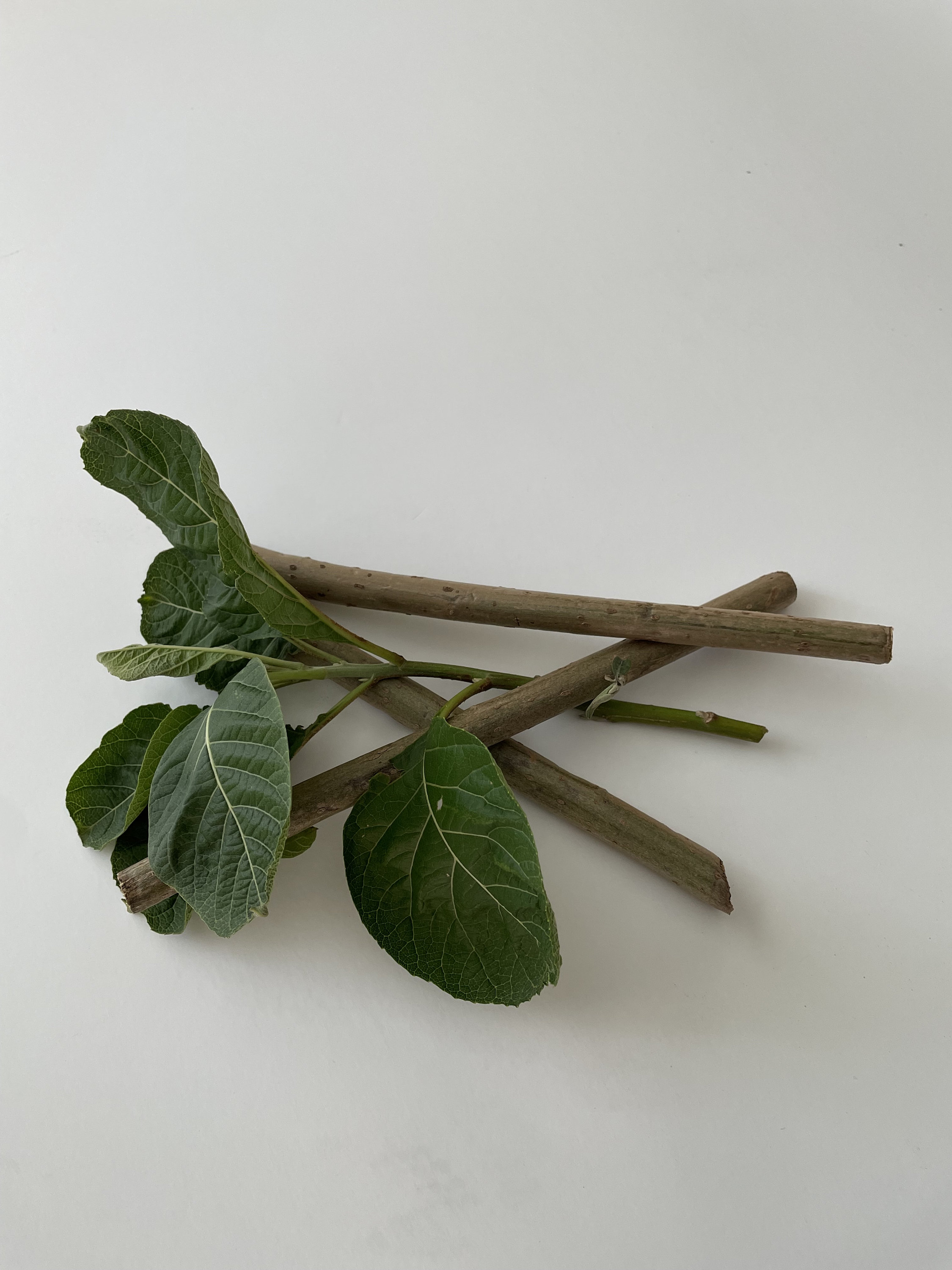 BITTER LEAF STEMS - Etsy