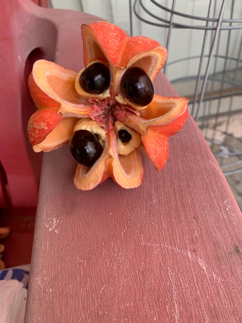 Ackee Seeds - Etsy