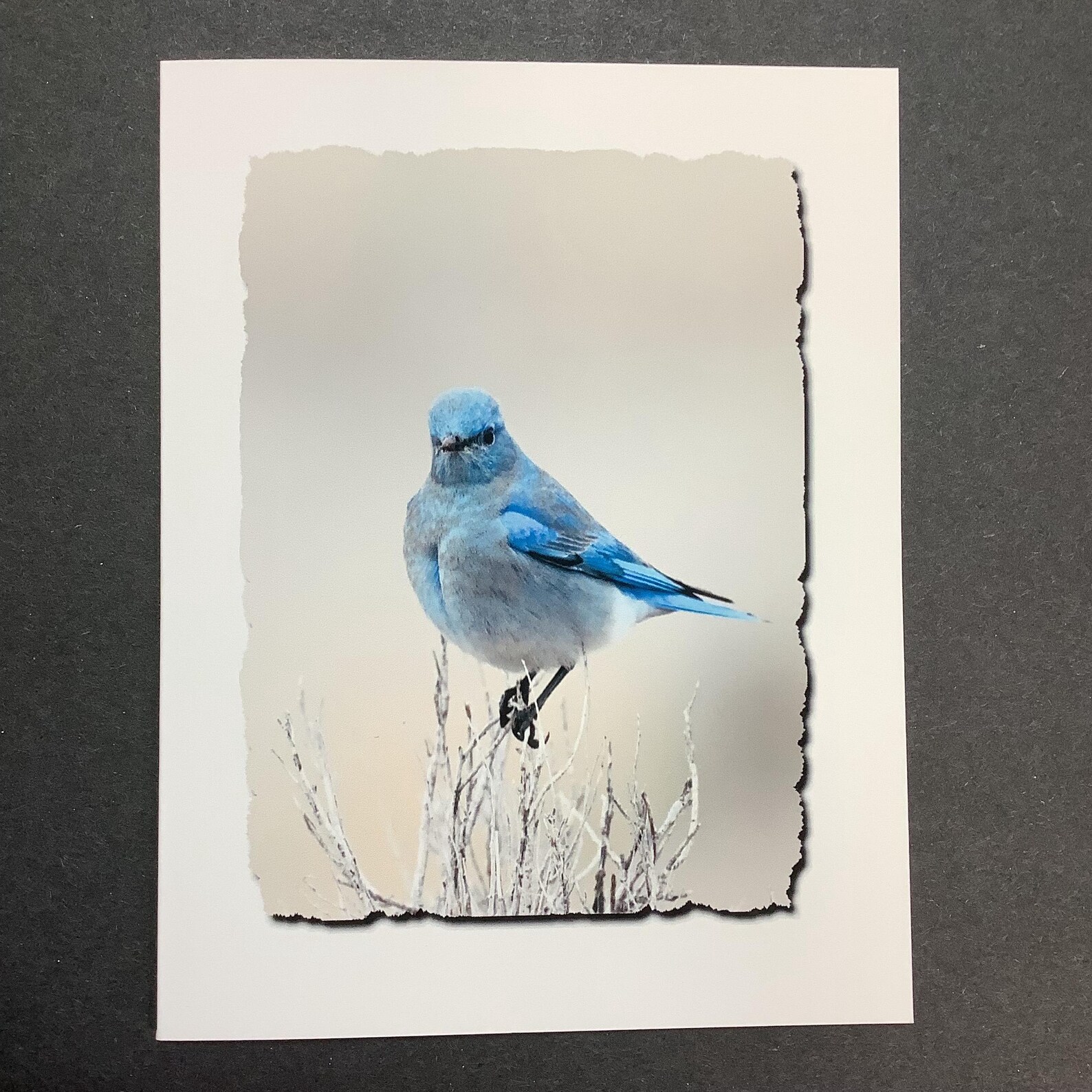 Mountain Bluebird Note Card Set - Etsy