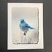 Mountain Bluebird Note Card Set - Etsy