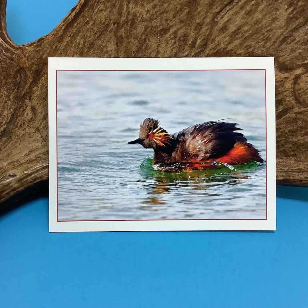 Waterfowl Note Card Set - Etsy