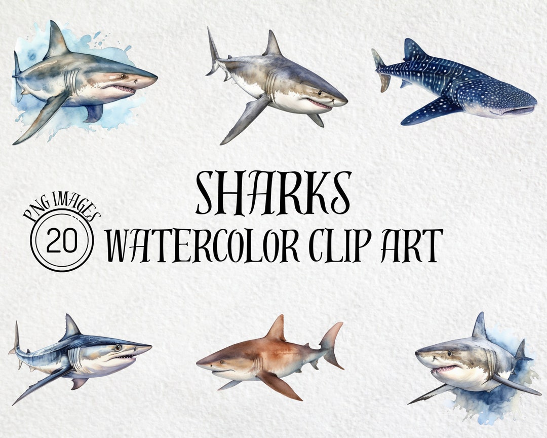 Shark Watercolor Clipart Bundle, Shark PNG, Whale Sharks, Great White ...