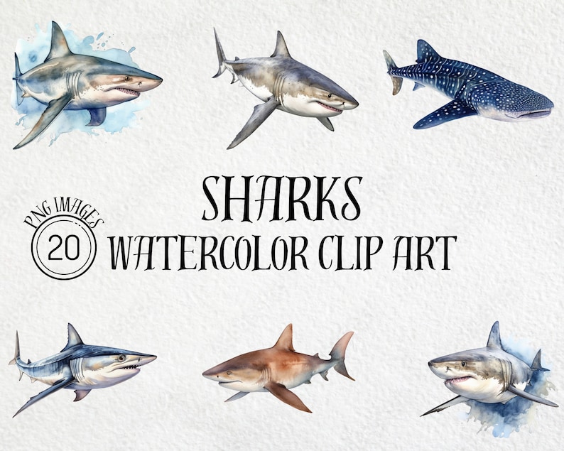 Shark Watercolor Clipart Bundle, Shark PNG, Whale Sharks, Great White ...