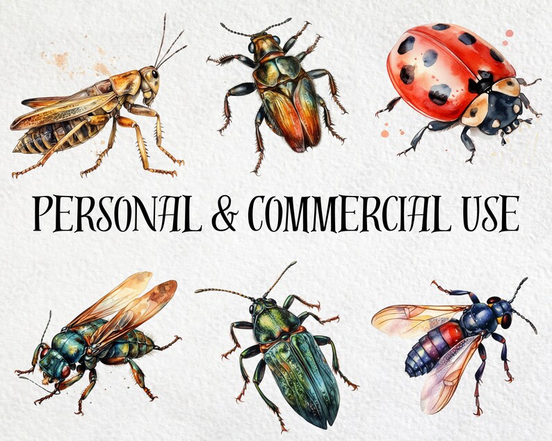 Watercolor Insect Clipart, Bug PNG, Digital Download - Etsy