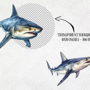Shark Watercolor Clipart Bundle Shark PNG Whale Sharks - Etsy