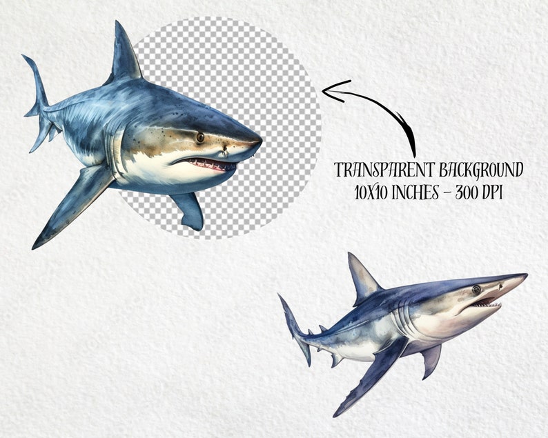 Shark Watercolor Clipart Bundle, Shark PNG, Whale Sharks, Great White ...