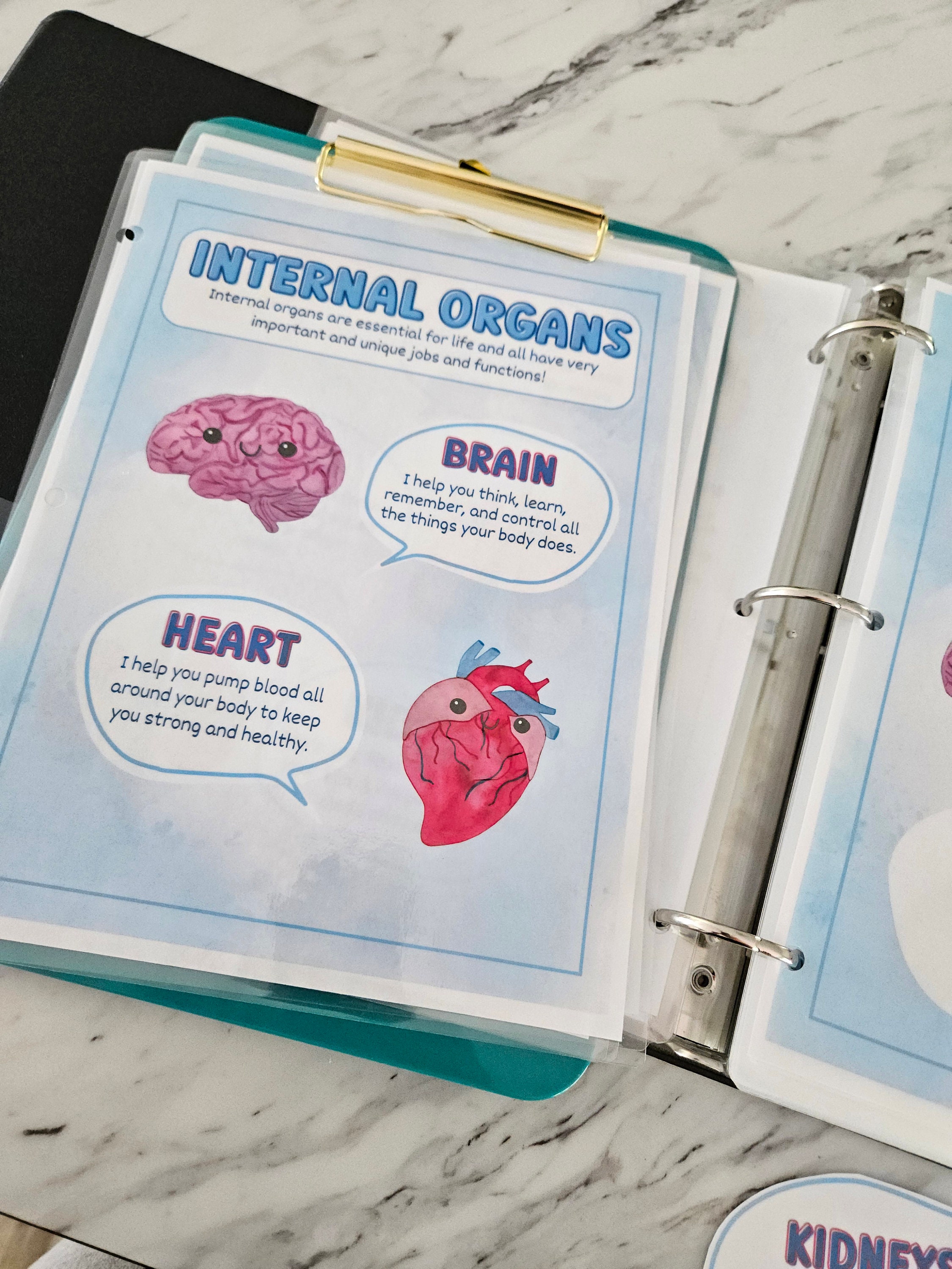 Human Organs Busy Book Bone Anatomy for Kids Science School Resources ...