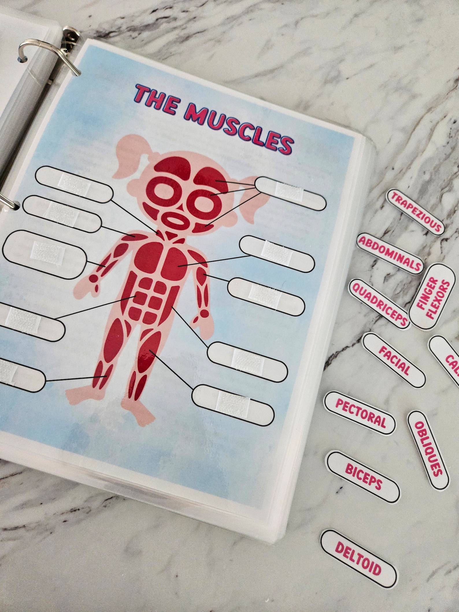 Muscular System Busy Book Anatomy for Kids Science School Resources ...