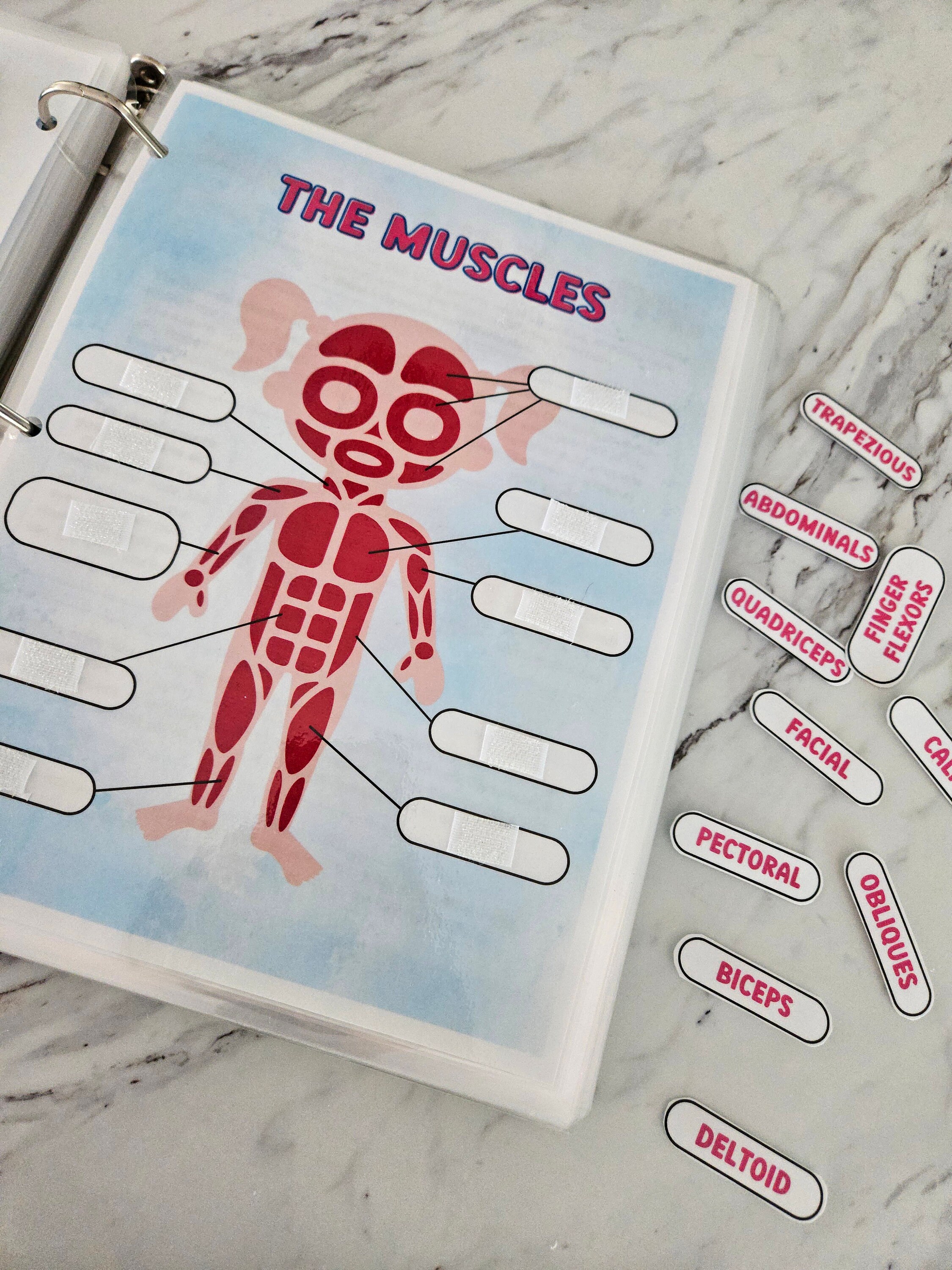 Muscular System Busy Book Anatomy for Kids Science School Resources ...