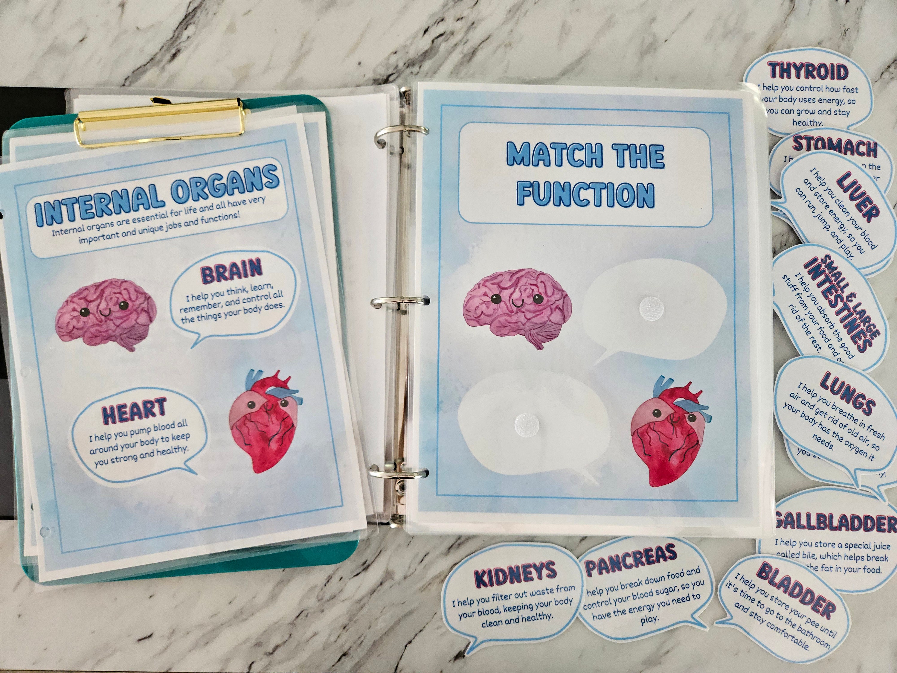 Human Organs Busy Book Bone Anatomy for Kids Science School Resources ...