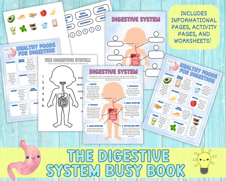 Digestive System Busy Book Human Anatomy Worksheets Science School ...