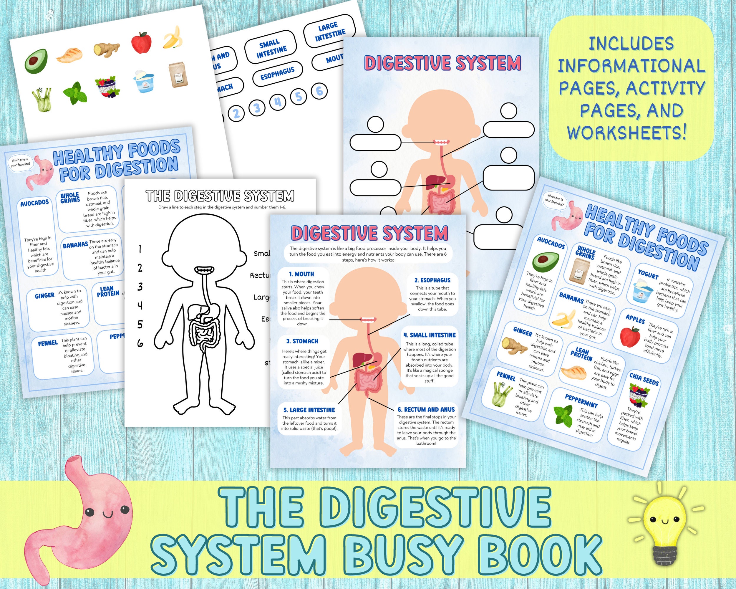 Digestive System Busy Book Human Anatomy Worksheets Science School ...