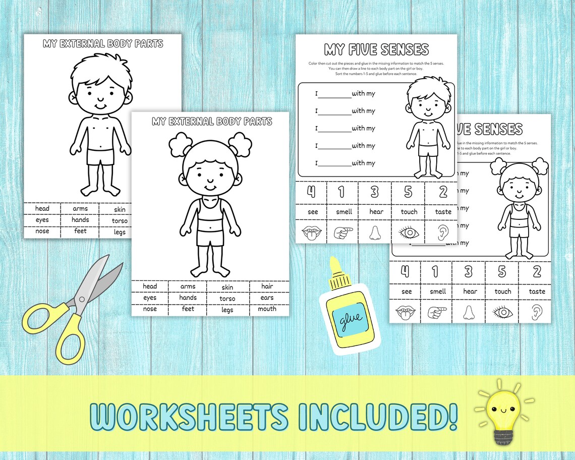 5 Senses, Human Body Anatomy Busy Book Science School Resources Anatomy ...