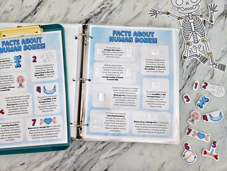 Skeletal System Busy Book Bone Anatomy for Kids Science School ...