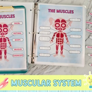 Muscular System Busy Book Anatomy for Kids Science School Resources ...