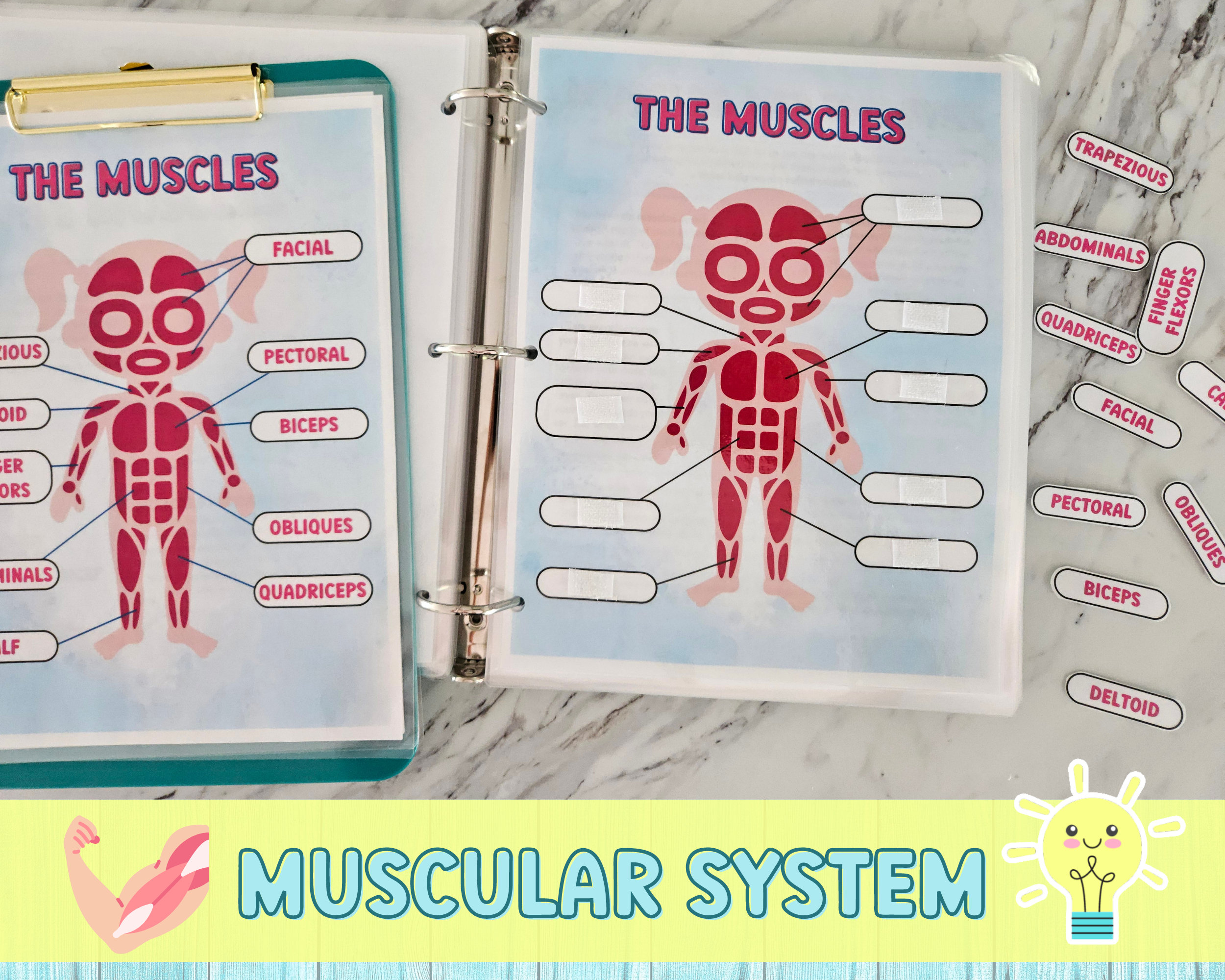 Muscular System Busy Book Anatomy for Kids Science School Resources ...