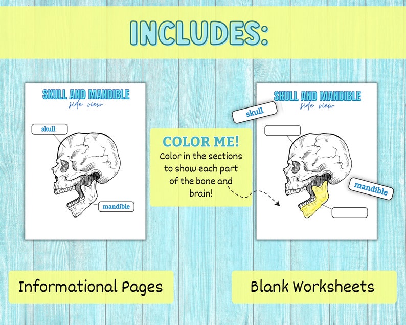 Skeletal System Structure, Printable Science Worksheets, Homeschool ...
