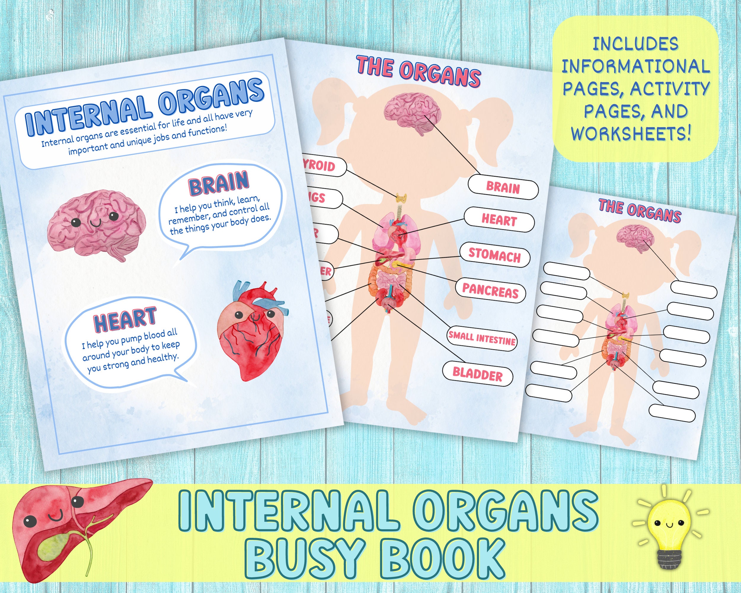 Human Organs Busy Book Bone Anatomy for Kids Science School Resources ...