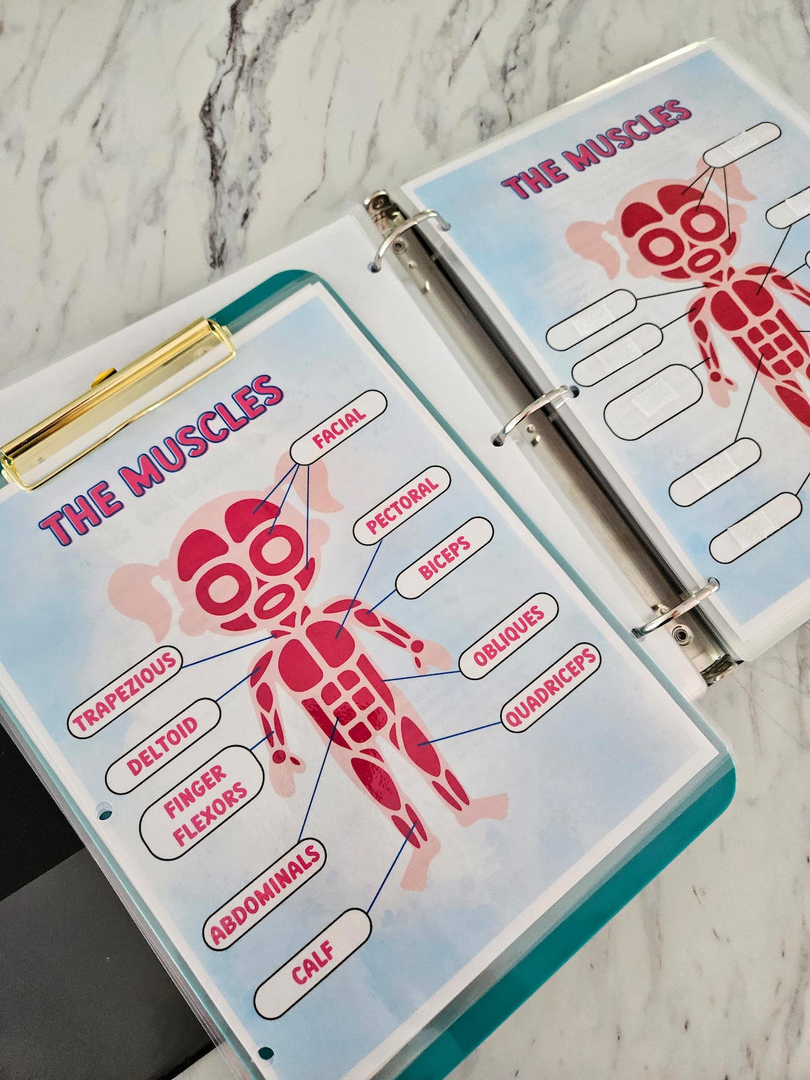Muscular System Busy Book Anatomy for Kids Science School Resources ...
