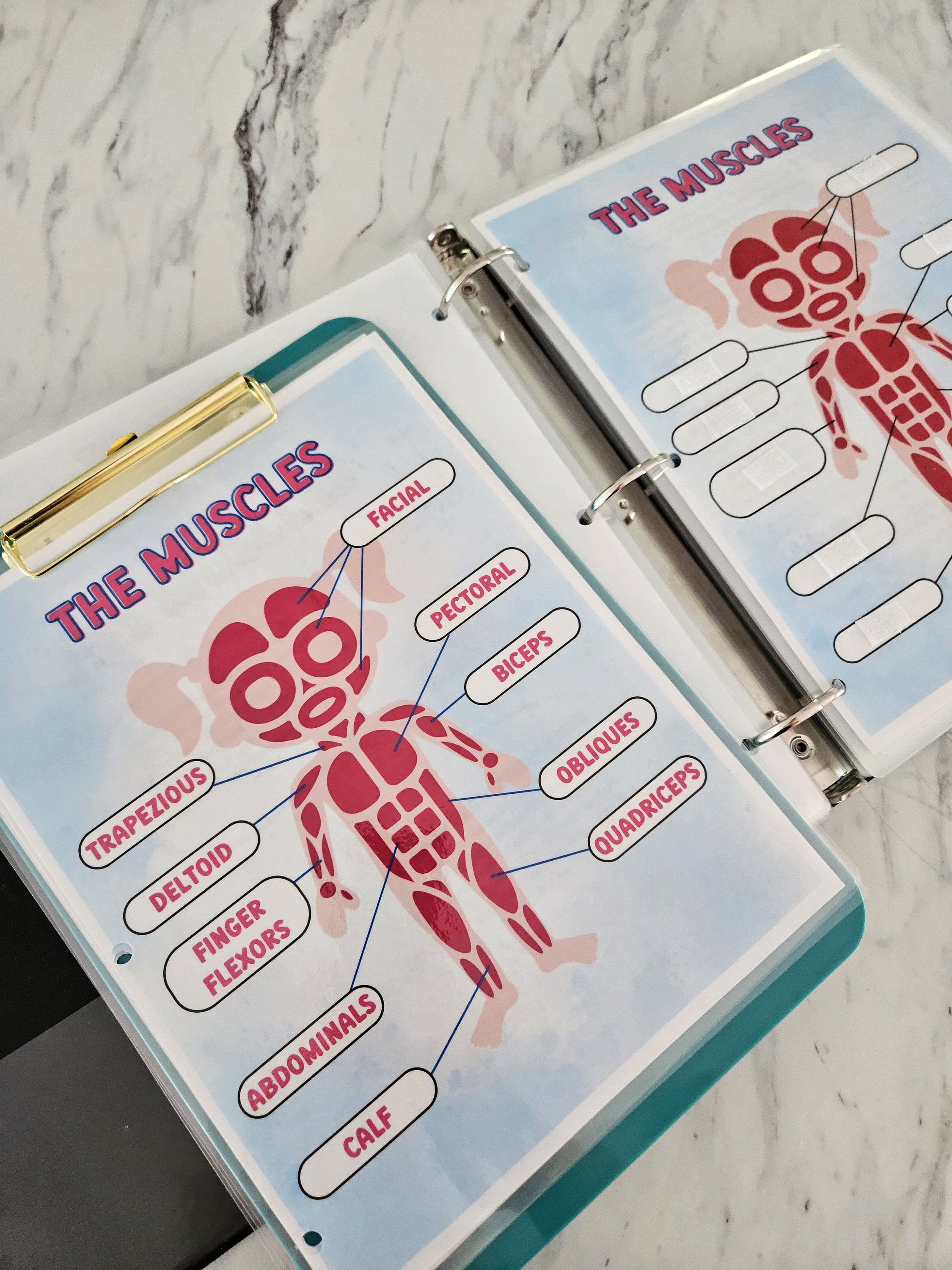 Muscular System Busy Book Anatomy for Kids Science School Resources ...