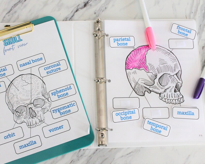 Skeletal System Structure, Printable Science Worksheets, Homeschool ...