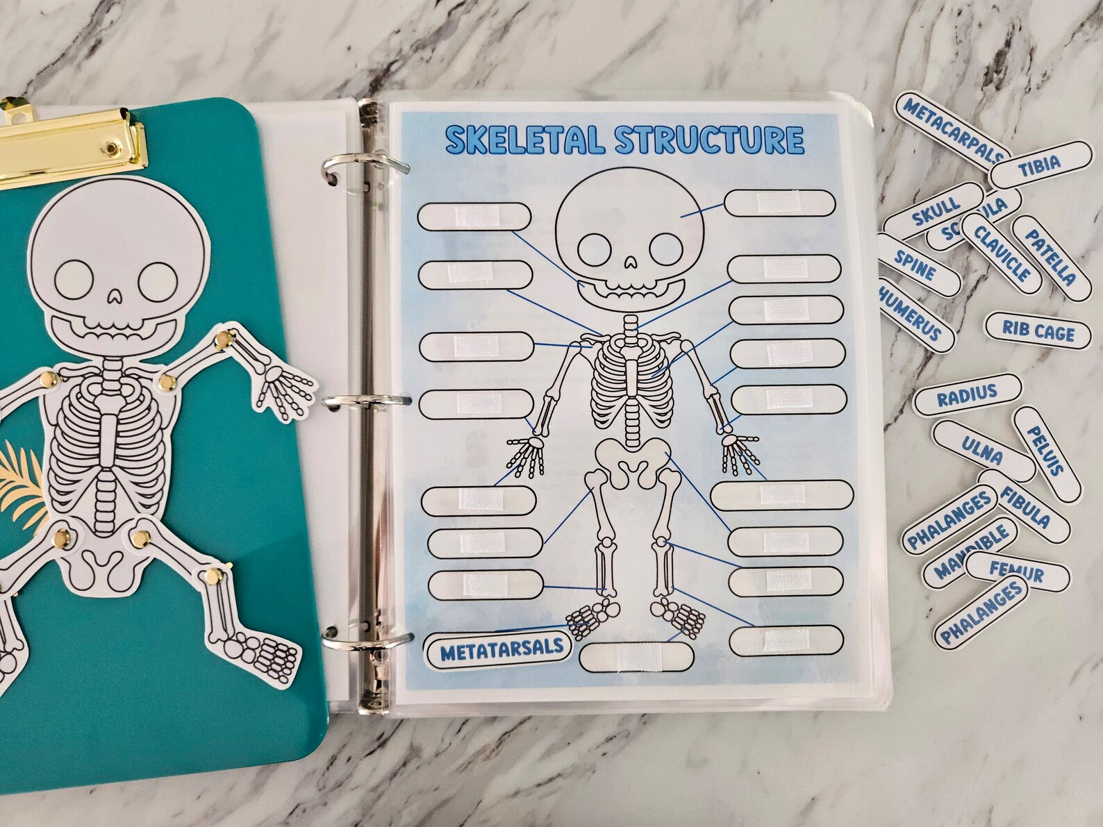 Skeletal System Busy Book Bone Anatomy for Kids Science School ...