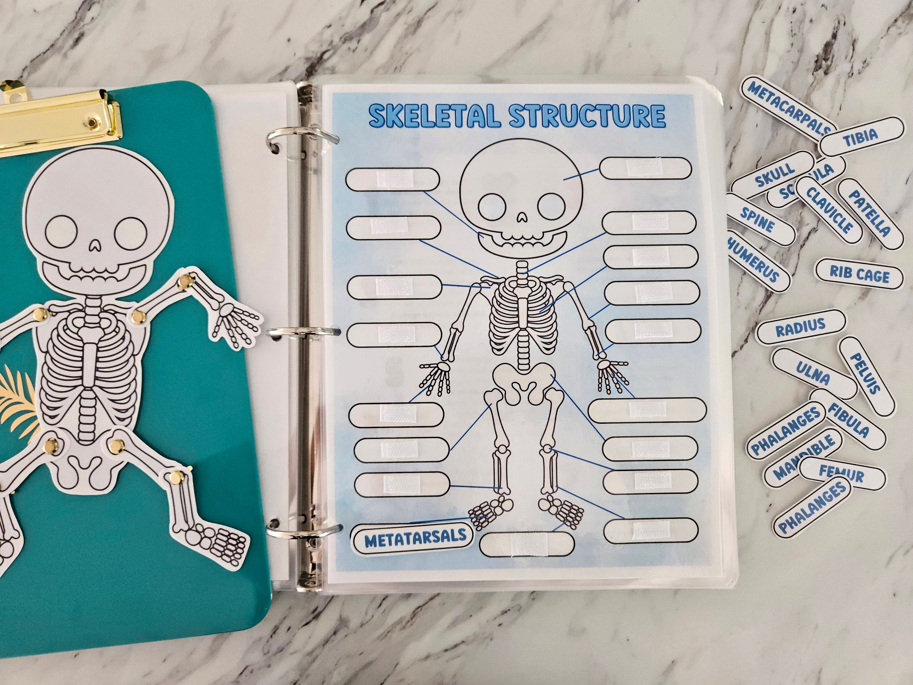 Skeletal System Busy Book Bone Anatomy for Kids Science School ...