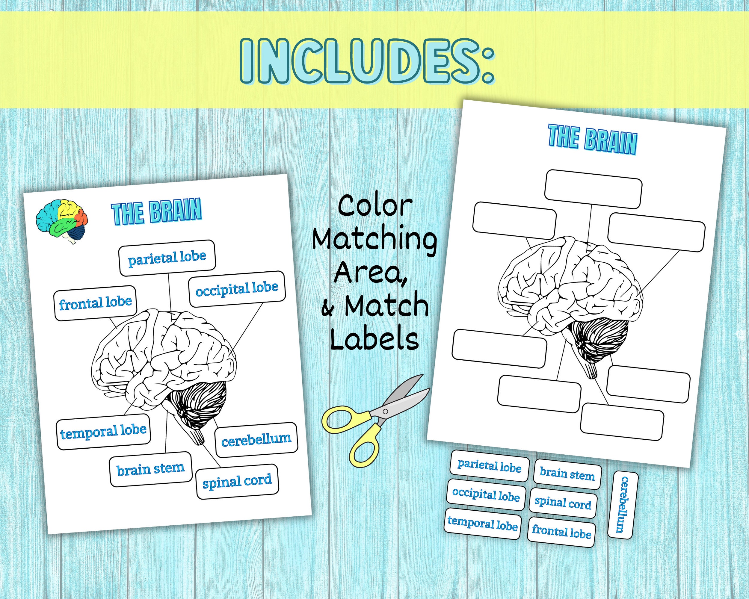 Skeletal System Structure, Printable Science Worksheets, Homeschool ...