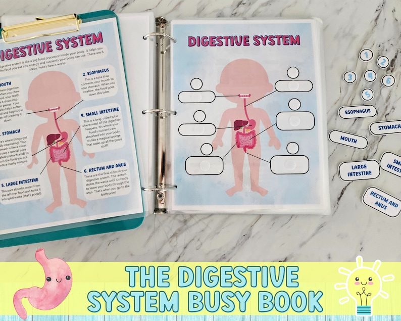 Digestive System Busy Book Human Anatomy Worksheets Science School ...
