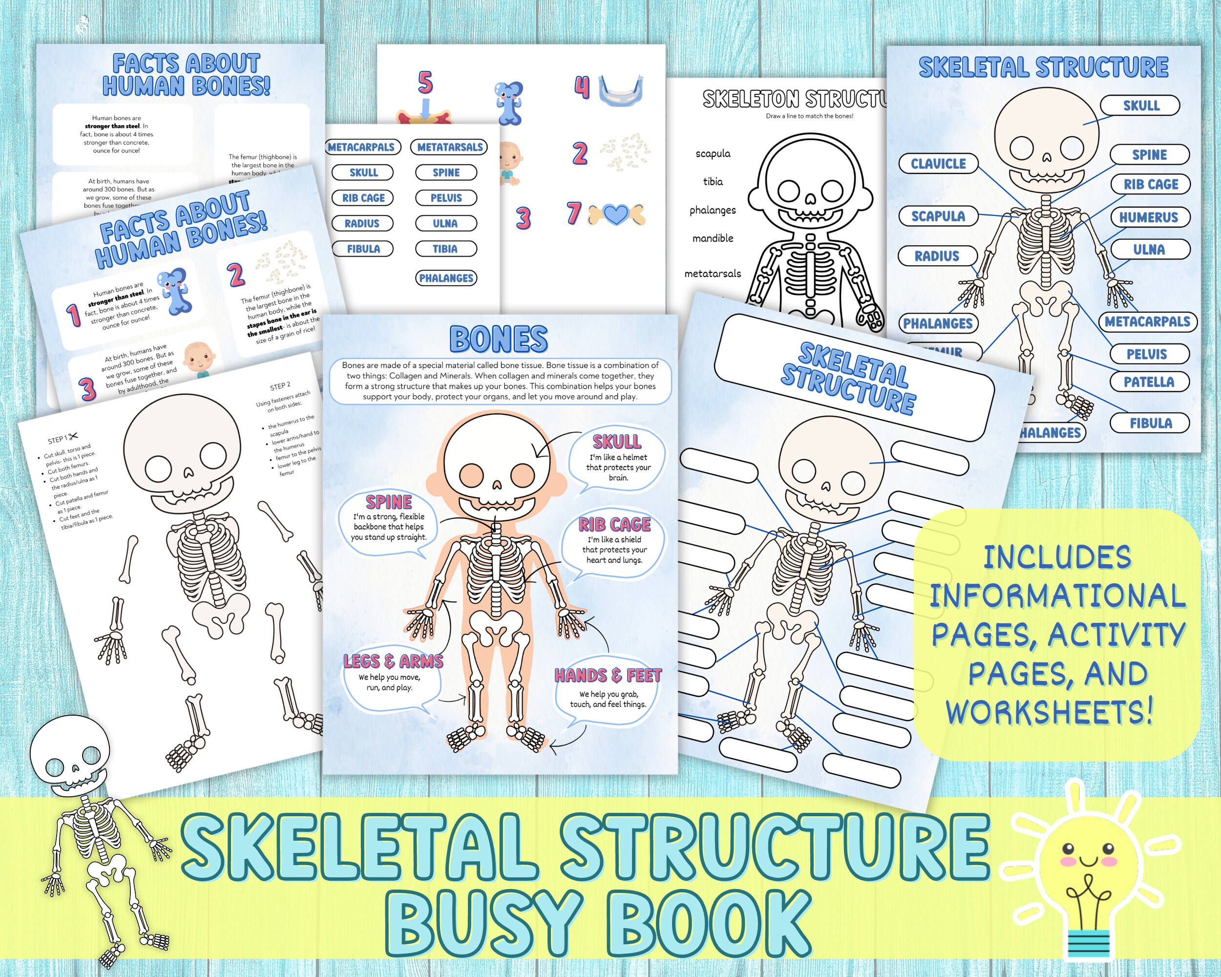 Skeletal System Busy Book Bone Anatomy for Kids Science School ...