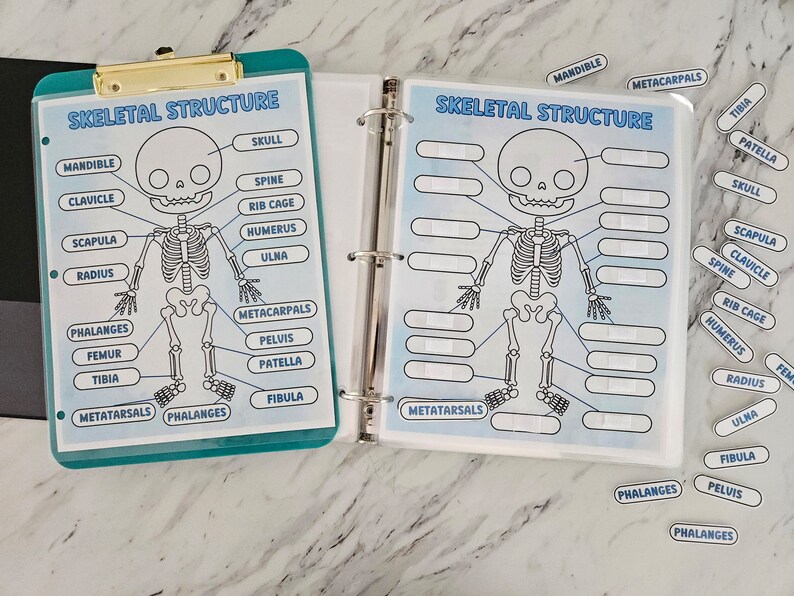 Skeletal System Busy Book Bone Anatomy for Kids Science School ...