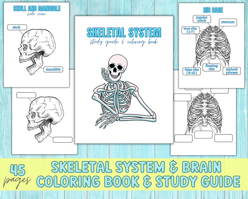 Skeletal System Structure, Printable Science Worksheets, Homeschool ...