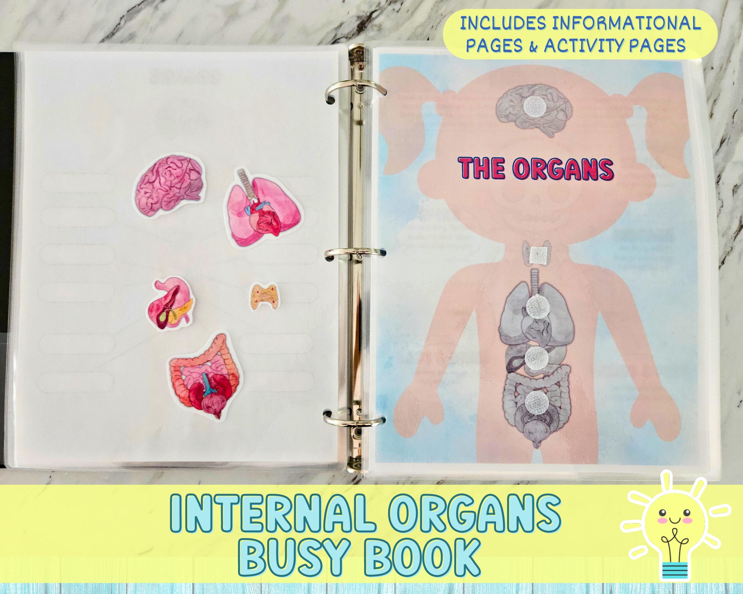 Human Organs Busy Book Bone Anatomy for Kids Science School Resources ...