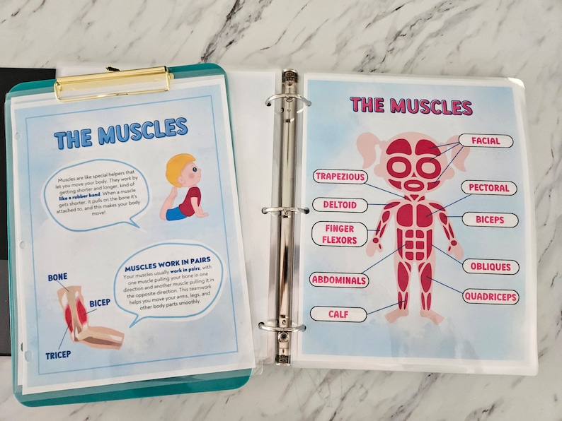 Muscular System Busy Book Anatomy for Kids Science School Resources ...