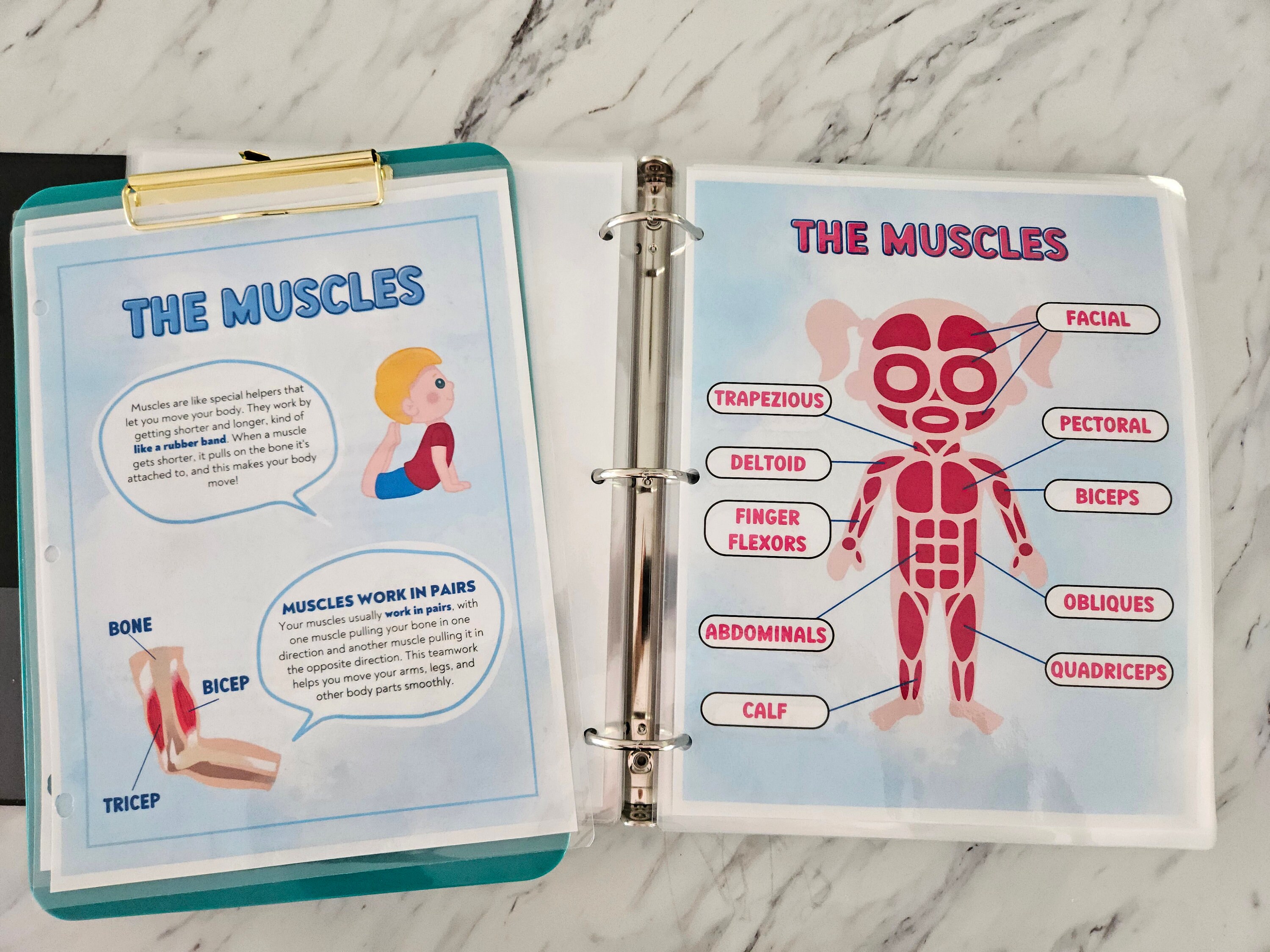 Muscular System Busy Book Anatomy for Kids Science School Resources ...