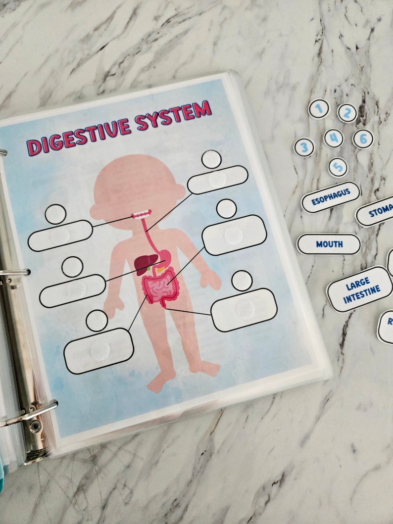 Digestive System Busy Book Human Anatomy Worksheets Science School ...