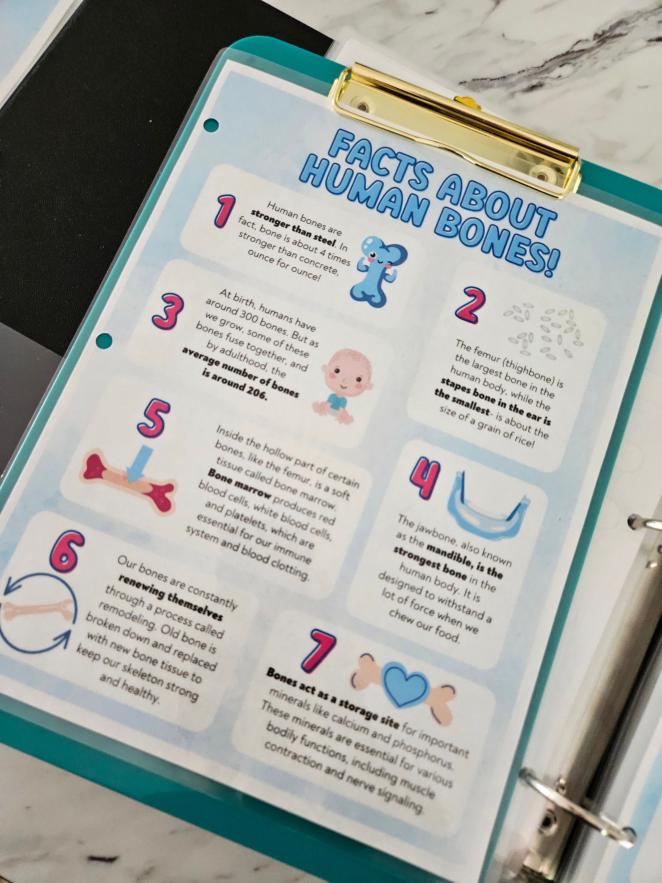 Skeletal System Busy Book Bone Anatomy for Kids Science School ...