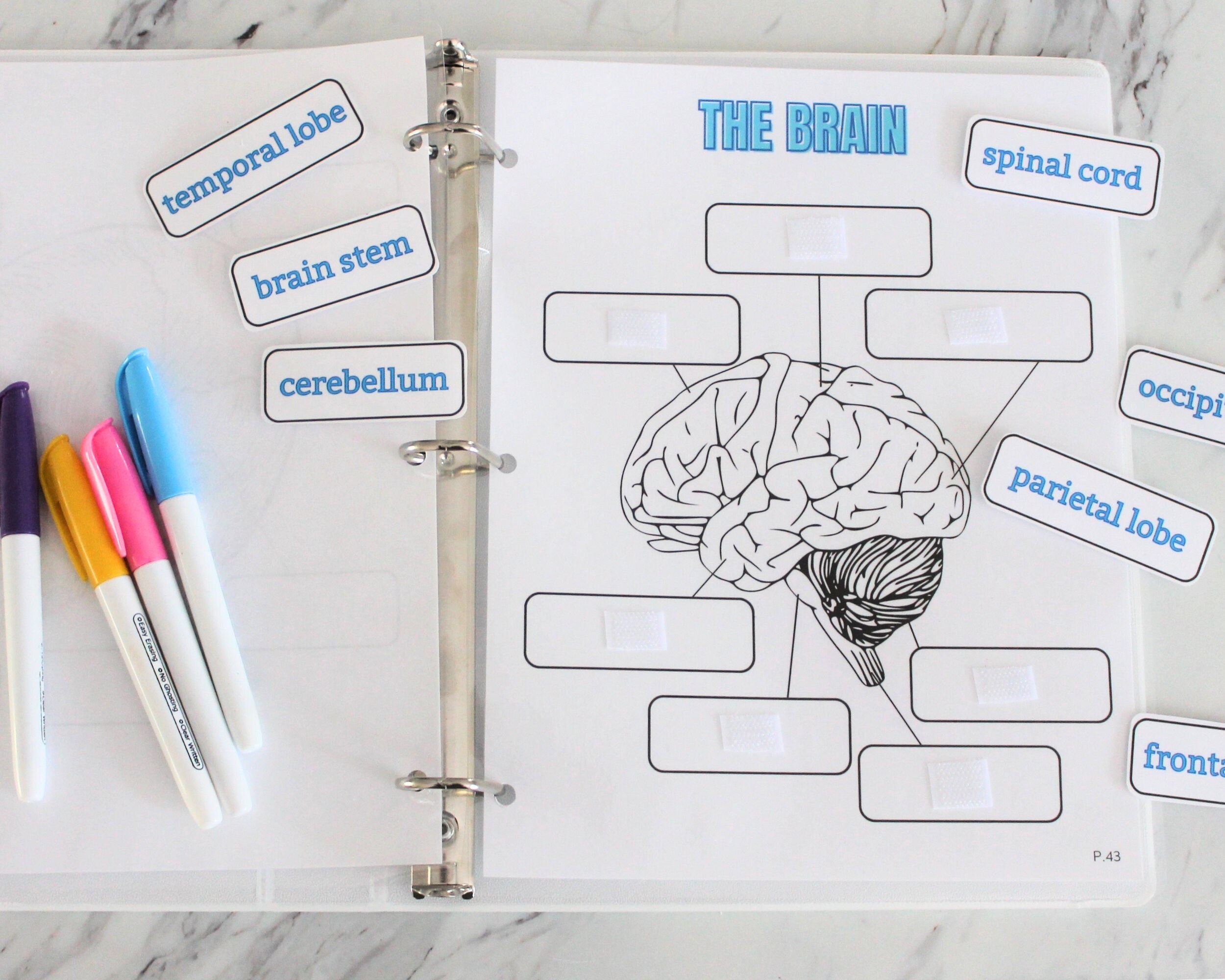Skeletal System Structure, Printable Science Worksheets, Homeschool ...