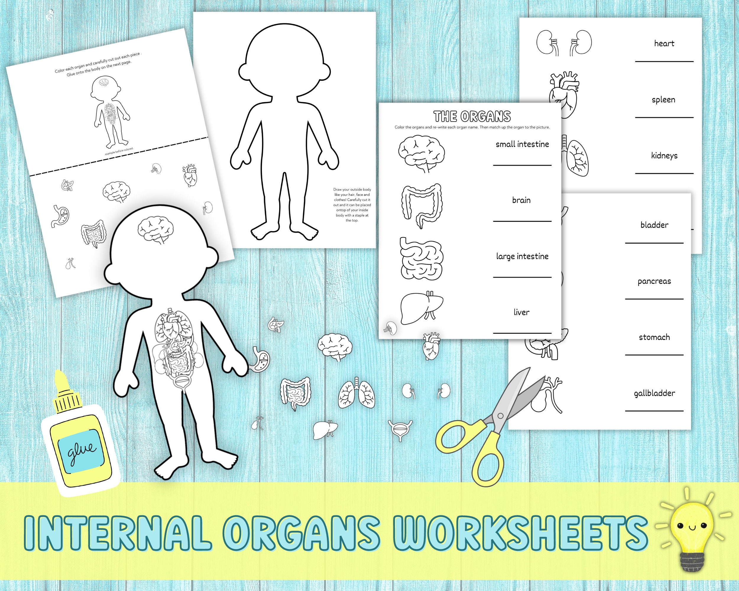 Human Organs Busy Book Bone Anatomy for Kids Science School Resources ...