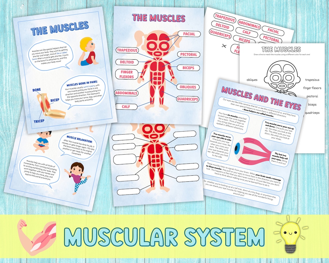 Muscular System Busy Book Anatomy for Kids Science School - Etsy