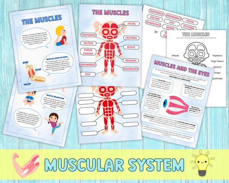 Muscular System Busy Book Anatomy for Kids Science School Resources ...