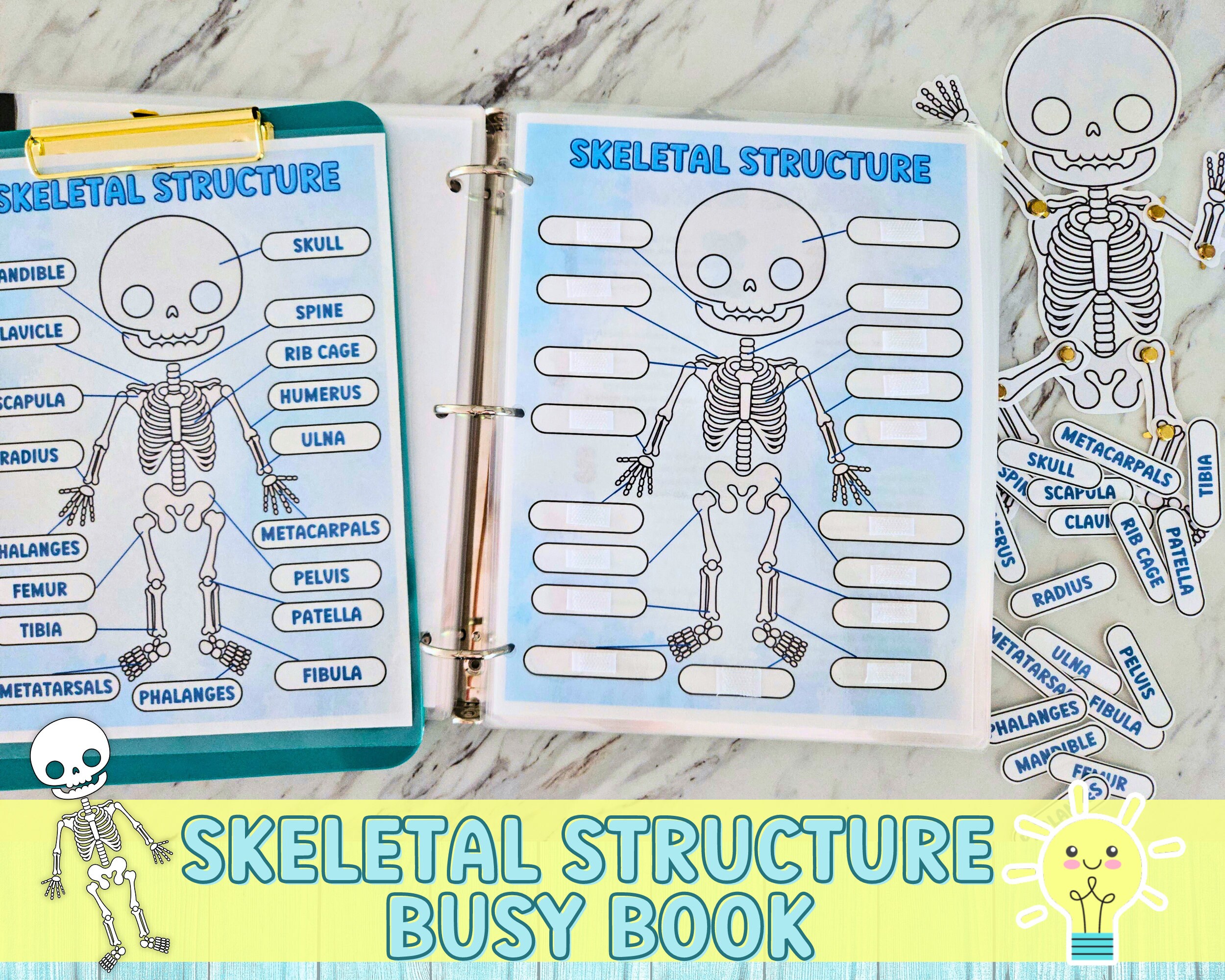 Skeletal System Busy Book Bone Anatomy for Kids Science School ...
